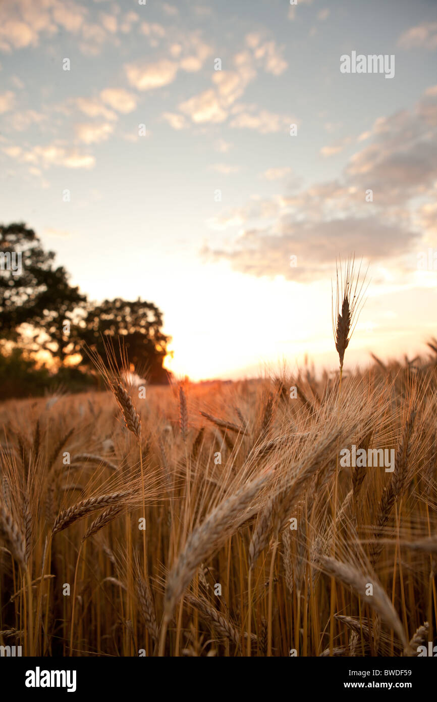 Gold weath hi-res stock photography and images - Alamy