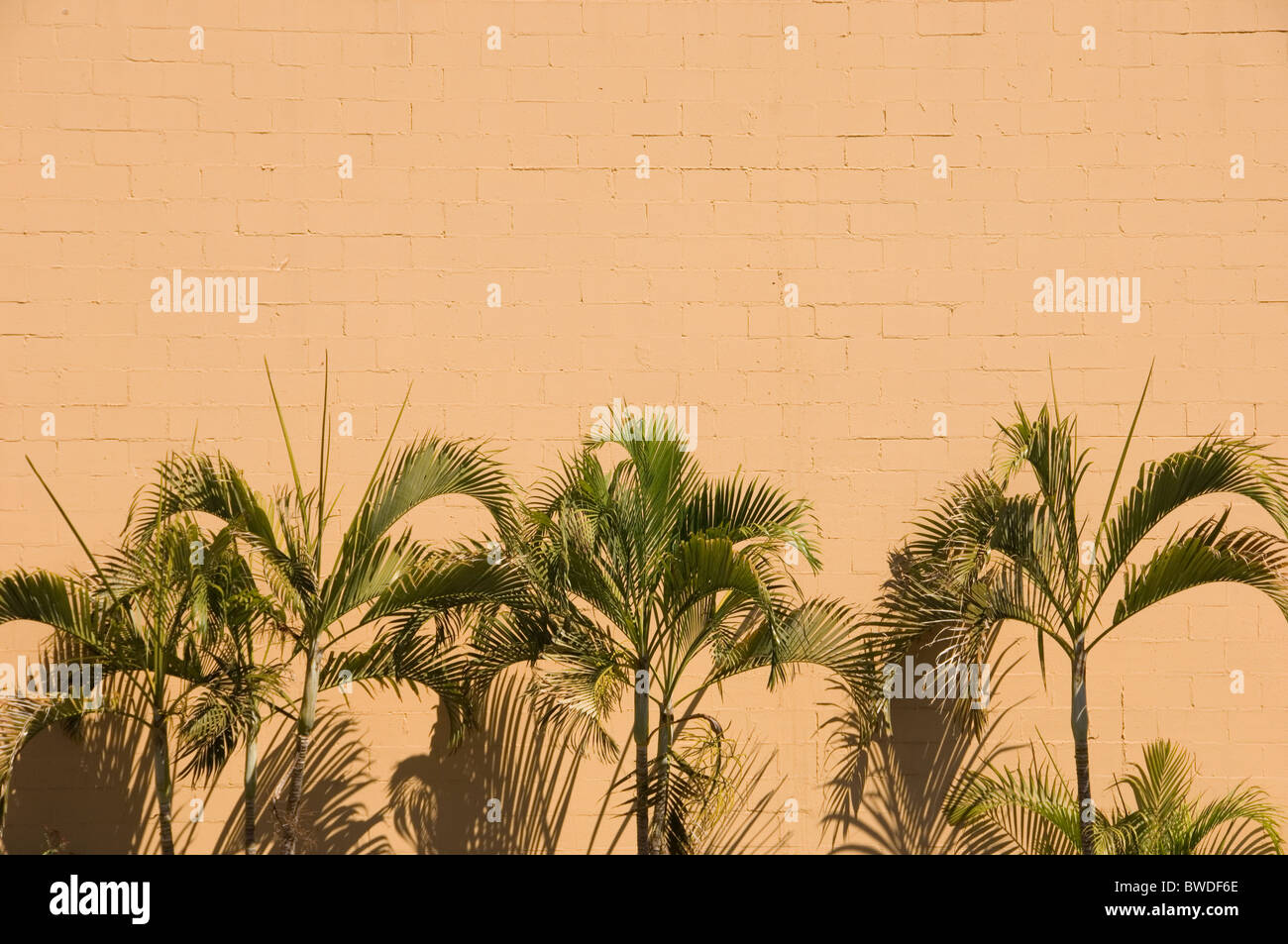 Peach palm hi-res stock photography and images - Alamy