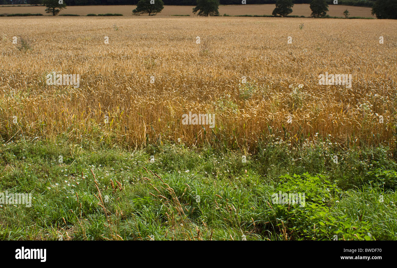 crops growing in a field Stock Photo - Alamy