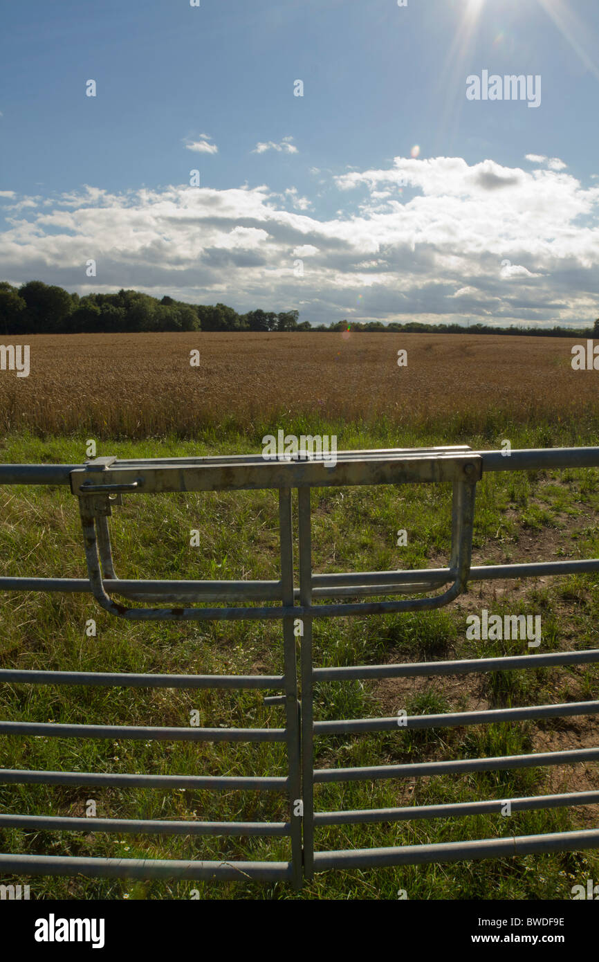 metal, gate, field, farm, crops, cereal, agriculture Stock Photo - Alamy