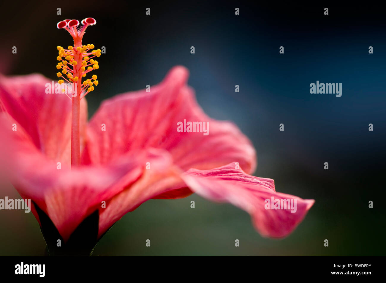 A close-up image of single pink Hibiscus Flower - rosa-sinensis Stock ...