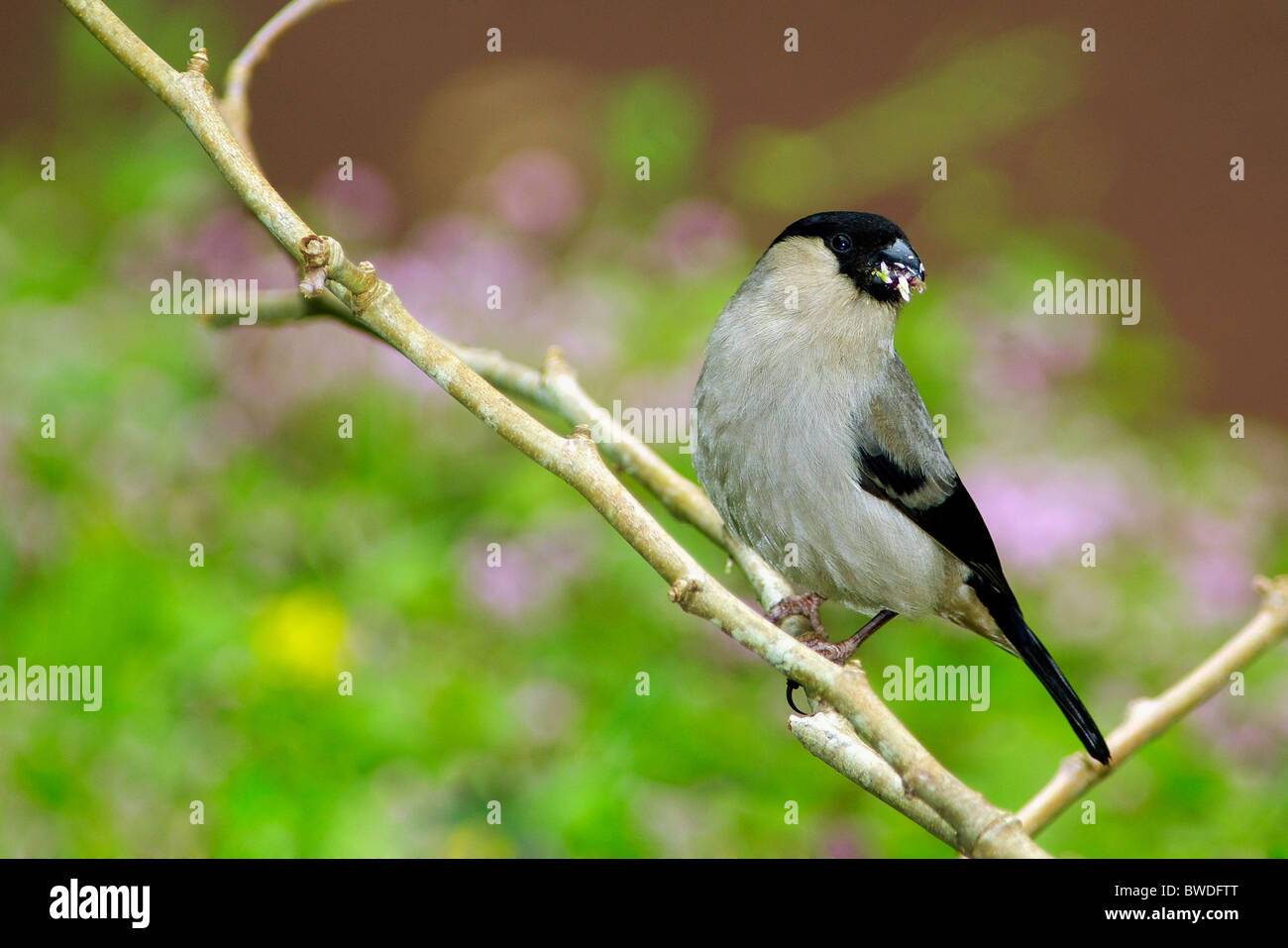 Migrating bird hi-res stock photography and images - Alamy