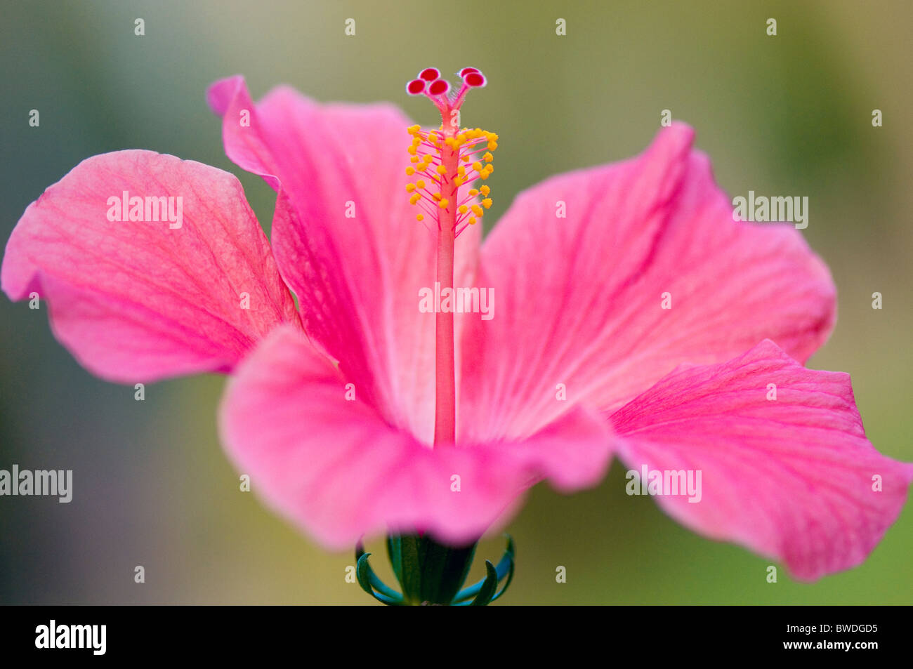 A close-up image of single pink Hibiscus Flower - rosa-sinensis Stock ...