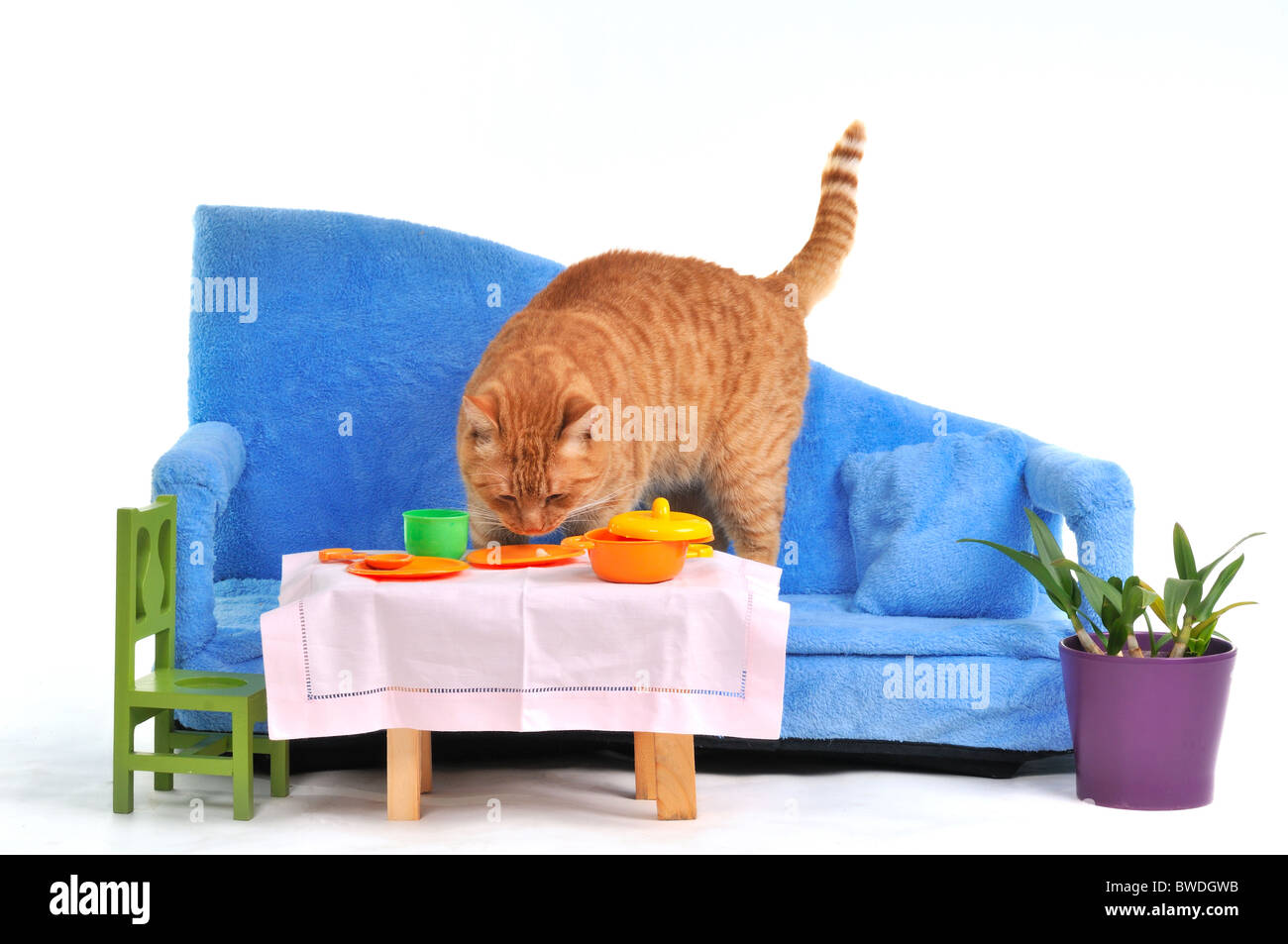 Cat grabbing toy hi-res stock photography and images - Alamy
