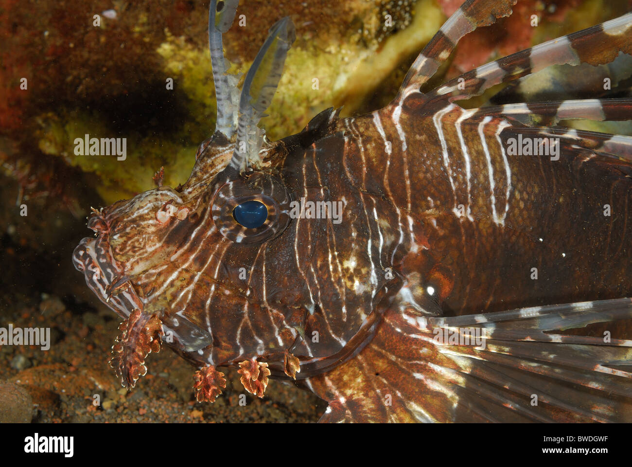 Lion fish hi-res stock photography and images - Alamy