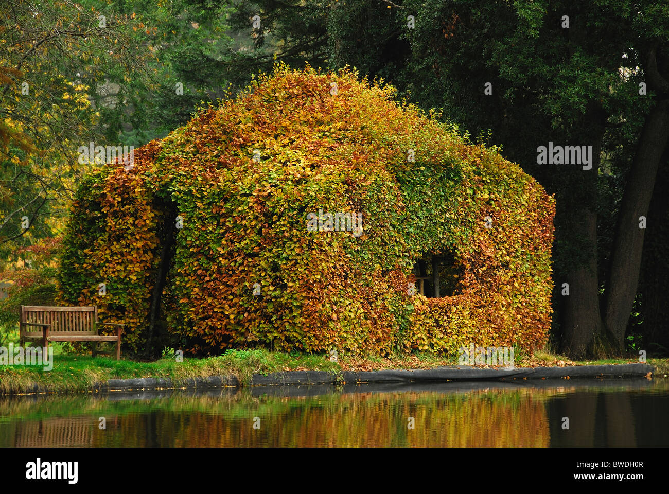 Fagus sylvaticus hi-res stock photography and images - Alamy