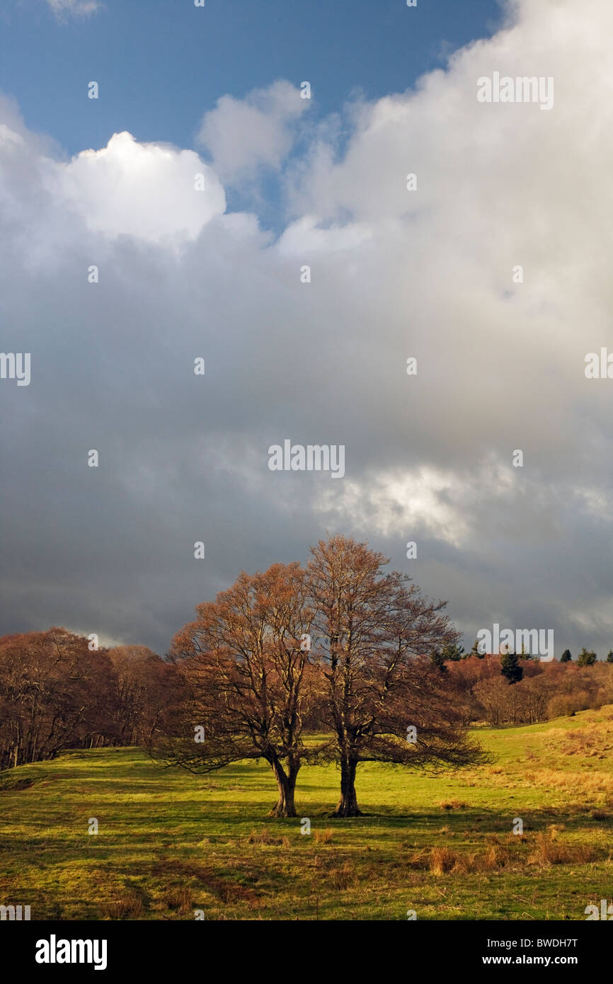 Trees appear hi-res stock photography and images - Alamy