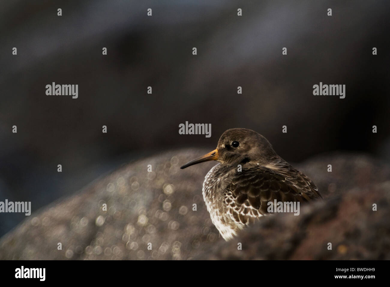 Purple Sandpiper perched on rocks near the seashore, taken in the ...
