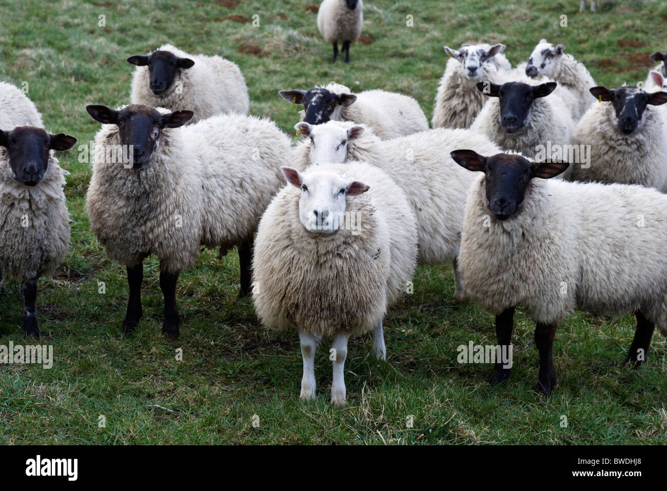 A group of black-faced sheep standing in a field looking straight into ...
