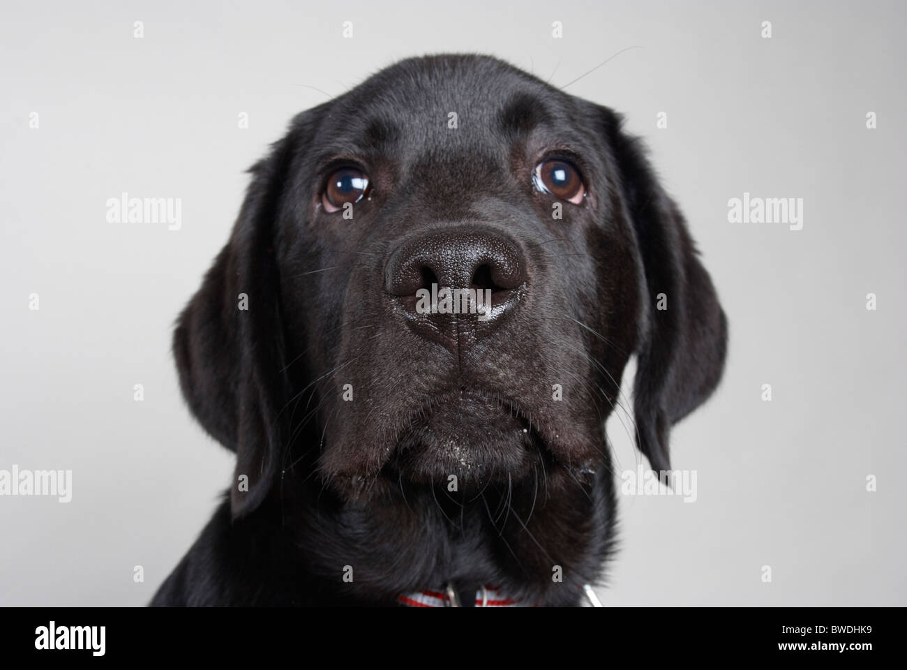 Smooth haired Labrador retriever called Boo (18 weeks old Stock Photo ...