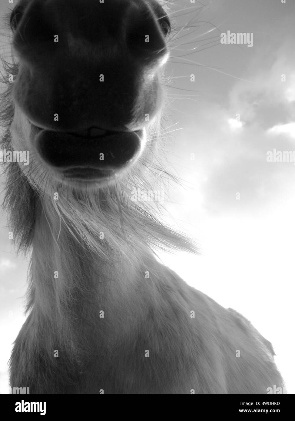 Horse with a Ghoti Stock Photo - Alamy
