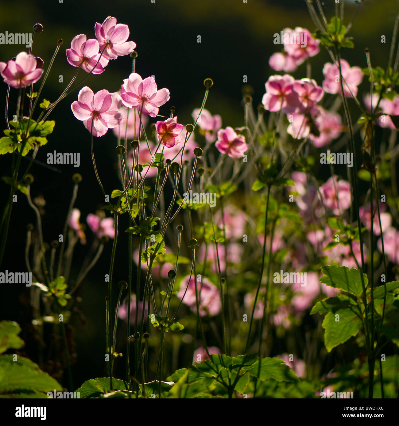 Japanese Anemone flowers back lit in the morning sun Stock Photo - Alamy