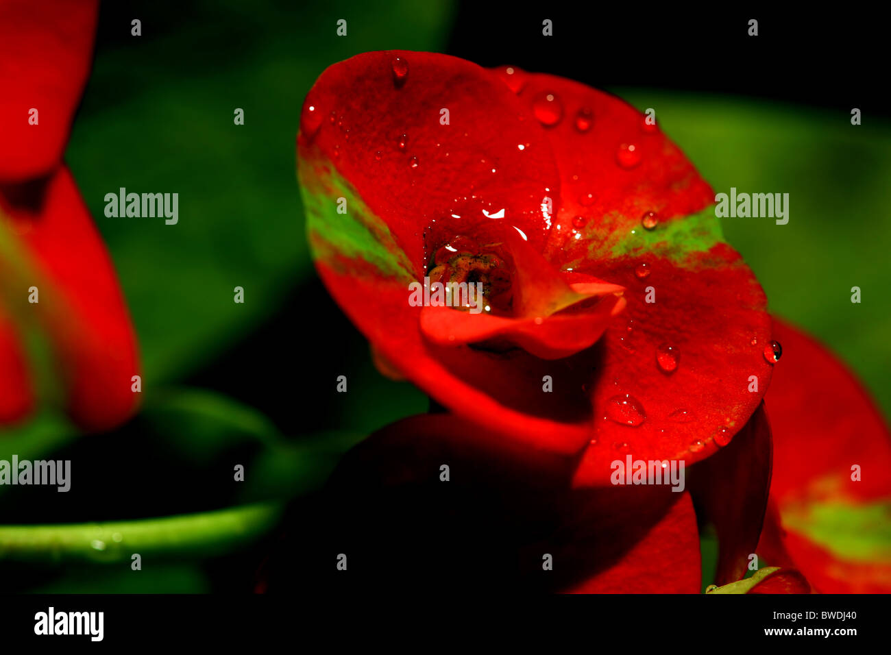 Wet flower butterfly hi-res stock photography and images - Alamy