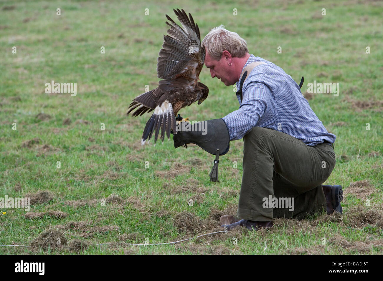 Falconry display at country show by Hawksdrift falconry Stock Photo - Alamy