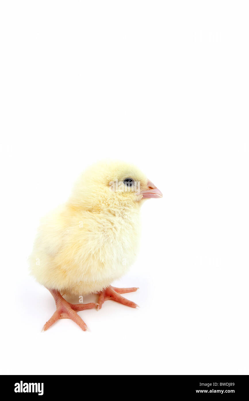 day old chick on isolated white background Stock Photo - Alamy