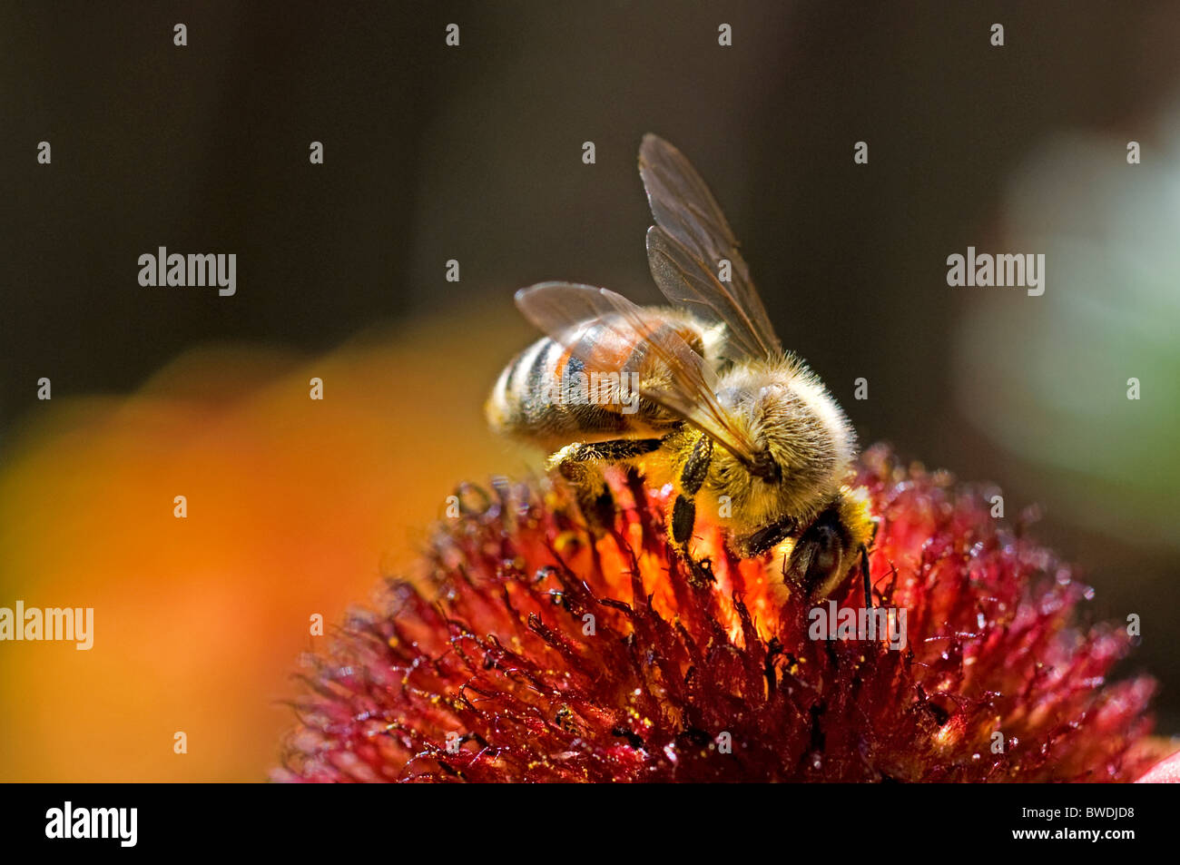 Close up of honey bee with pollen on legs sitting on flower Stock Photo ...