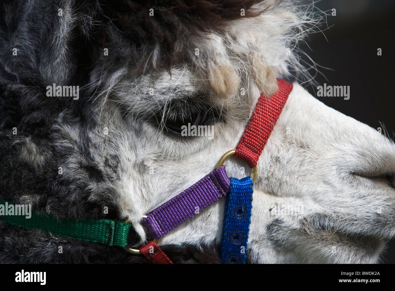 An Alpaca on display at a country show in Wiltshire Stock Photo - Alamy