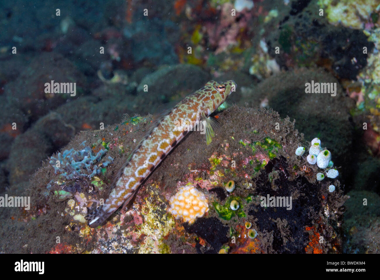 Sand perch hi-res stock photography and images - Alamy