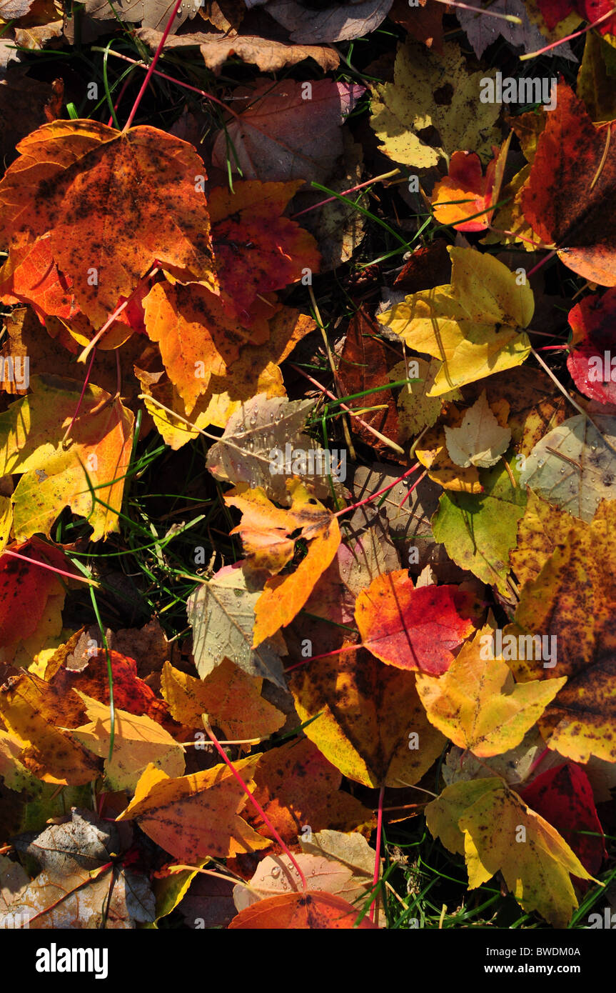 Colorful Autumn foliage Stock Photo - Alamy