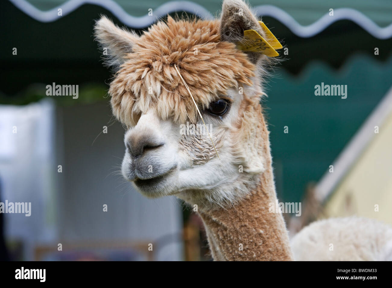 An Alpaca on display at a country show in Wiltshire Stock Photo - Alamy