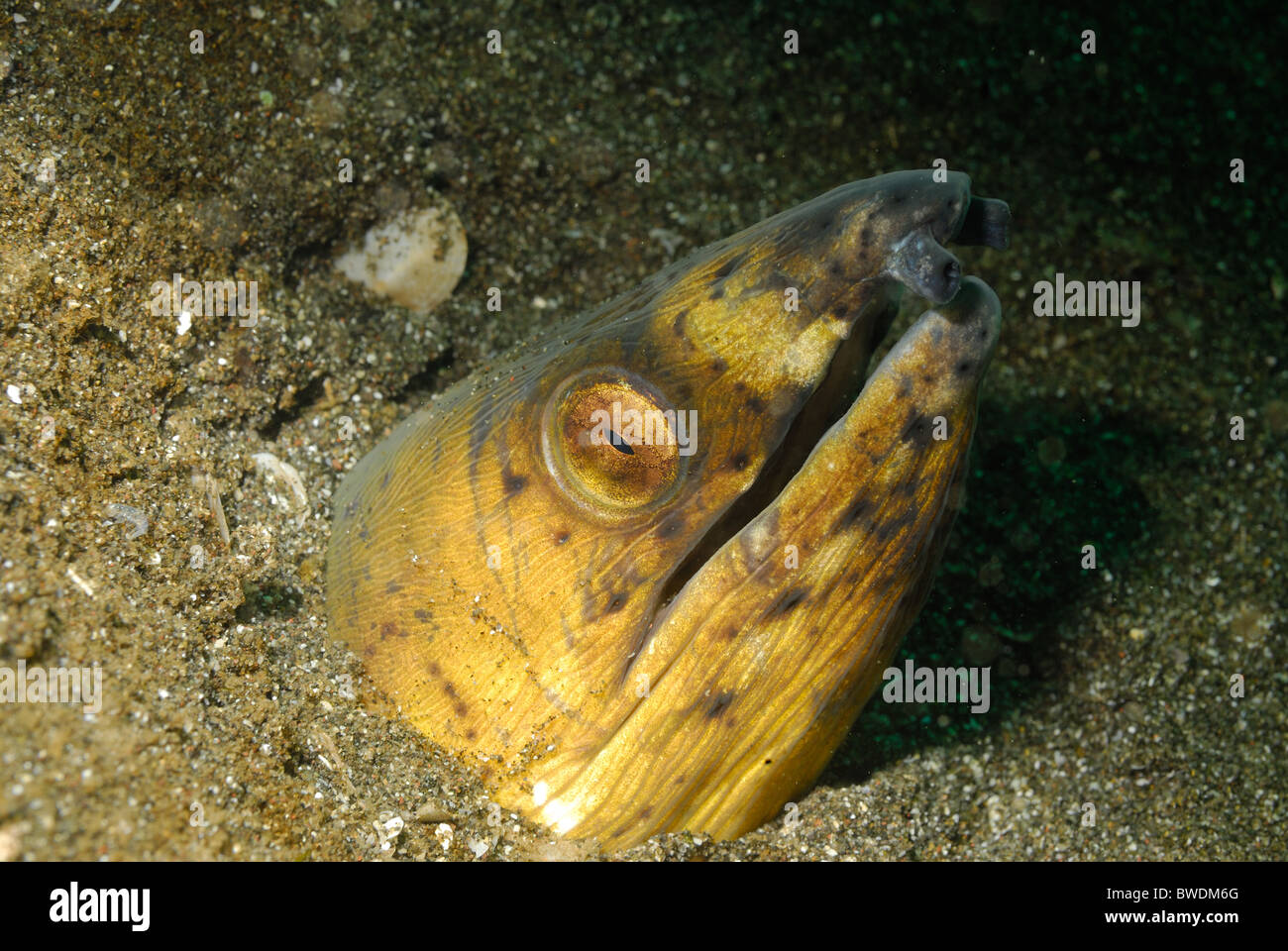 Ophichthidae hi-res stock photography and images - Alamy