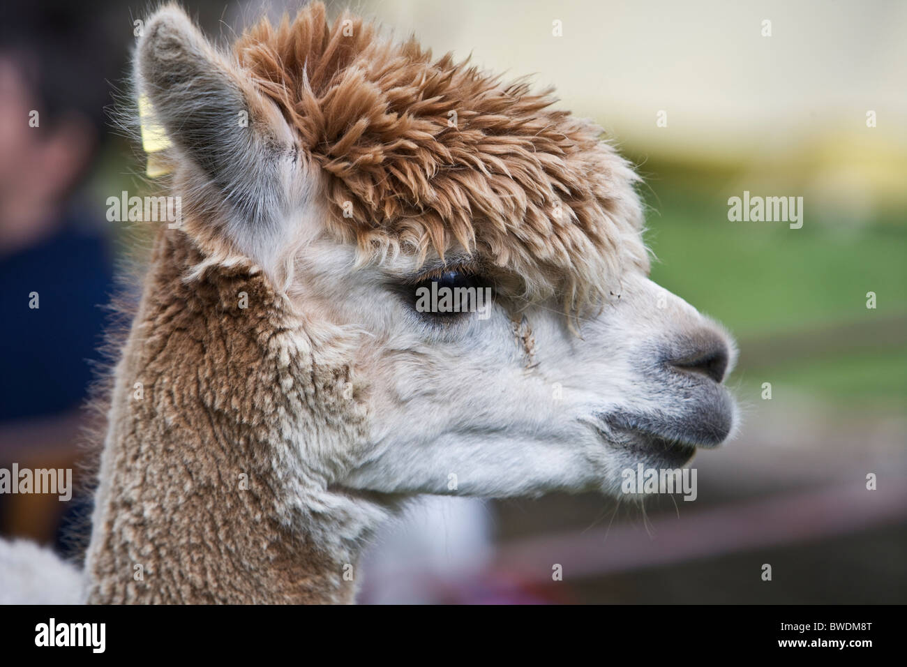 An Alpaca on display at a country show in Wiltshire Stock Photo - Alamy