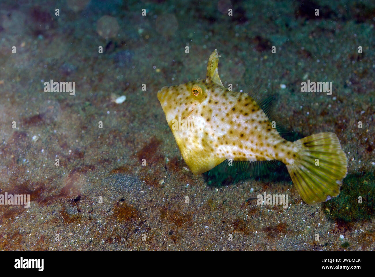 Strap-weed file-fish Pseudomonacanthus macrurus, Monacanthidae, Segret ...