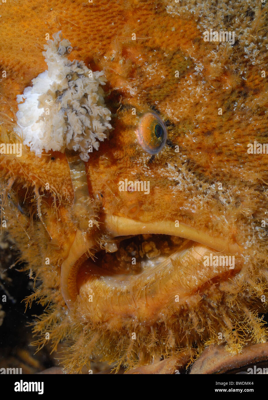 Asia fishes saltwater underwater roberto nistri vertical animal ...