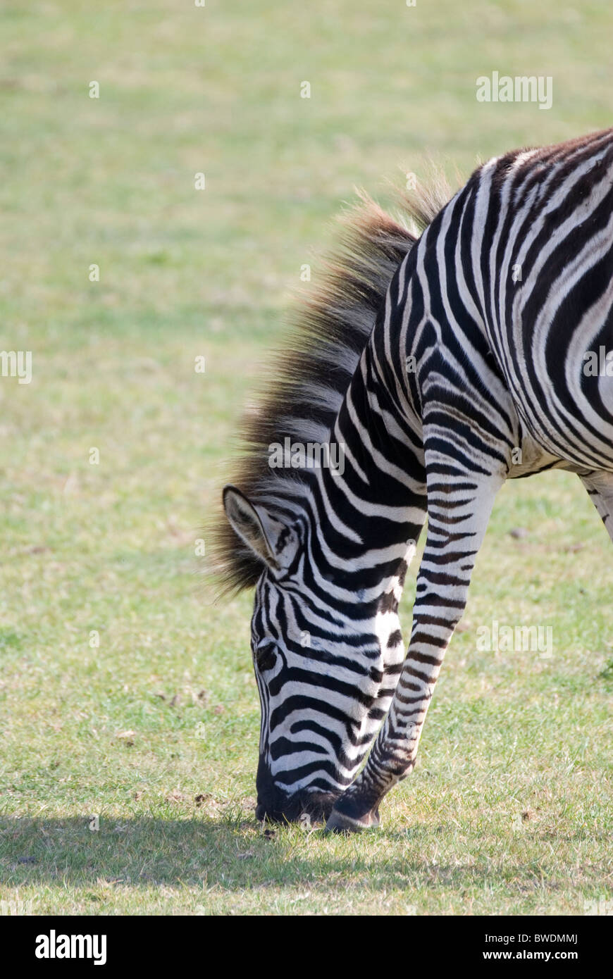 Close up on Head, Neck and Forelegs of Grazing Zebra, Yorkshire ...