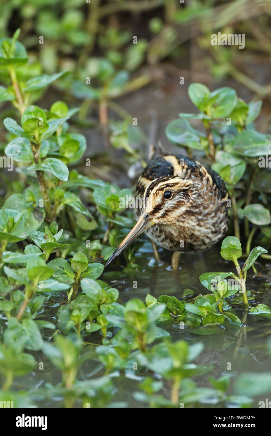 Jack Snipe (Lymnocryptes minimus Stock Photo - Alamy