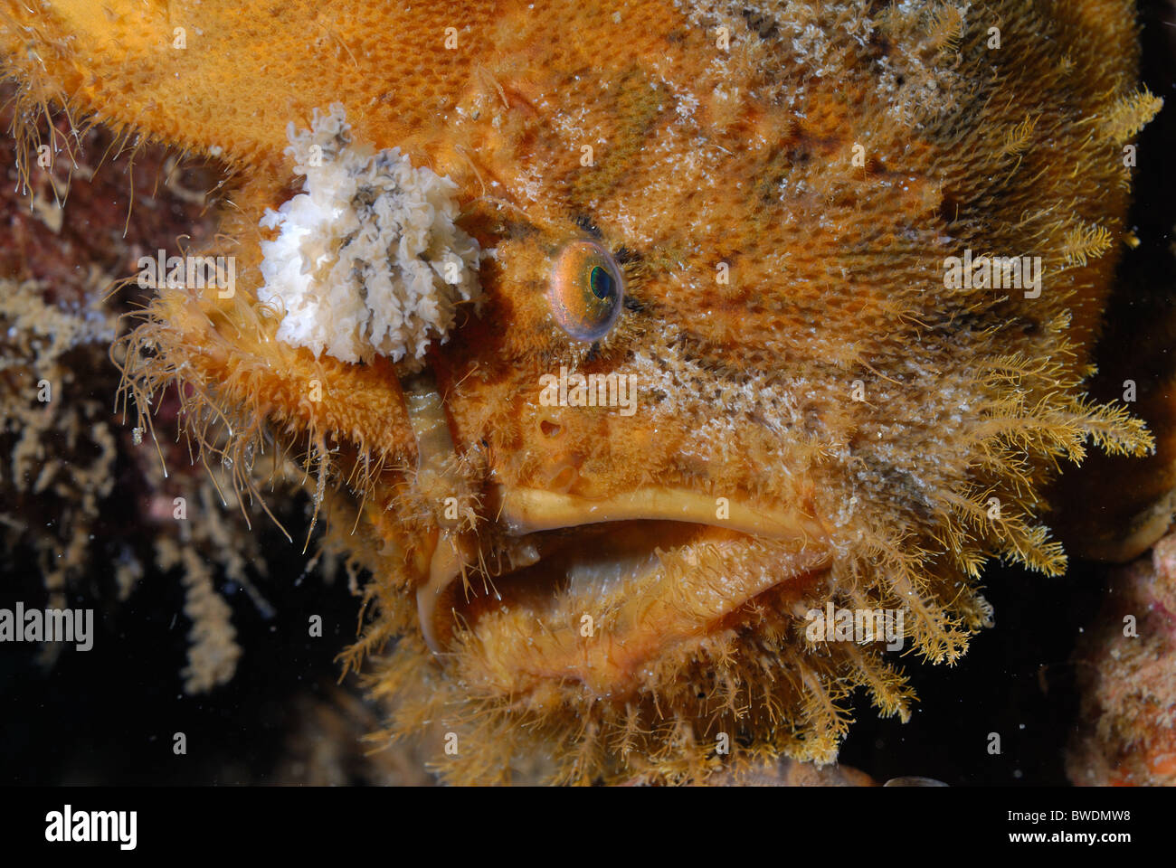 Asia fishes saltwater underwater roberto nistri vertical animal ...