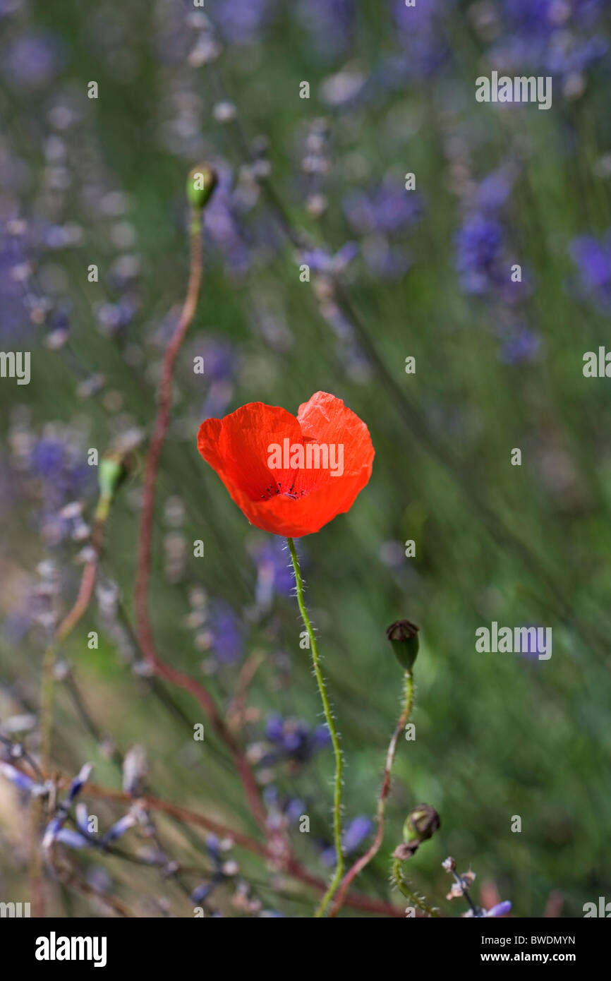 A single poppy flower growing among the lavender plants at the ...