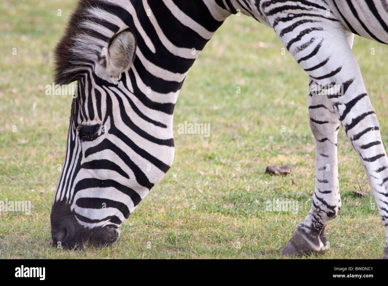 Close up on Head, Neck and Forelegs of Grazing Zebra, Yorkshire ...