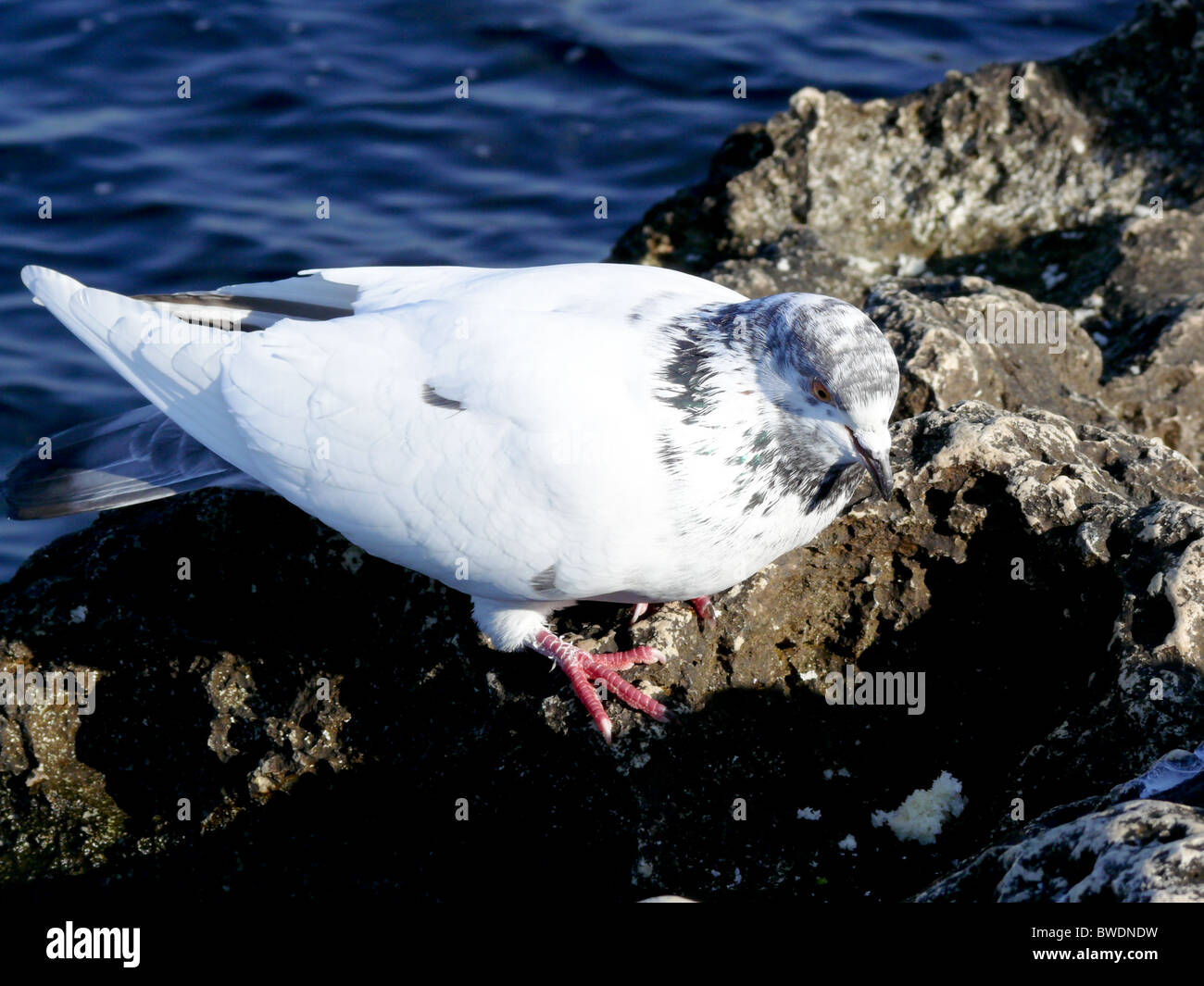 White pigeon side view hi-res stock photography and images - Alamy