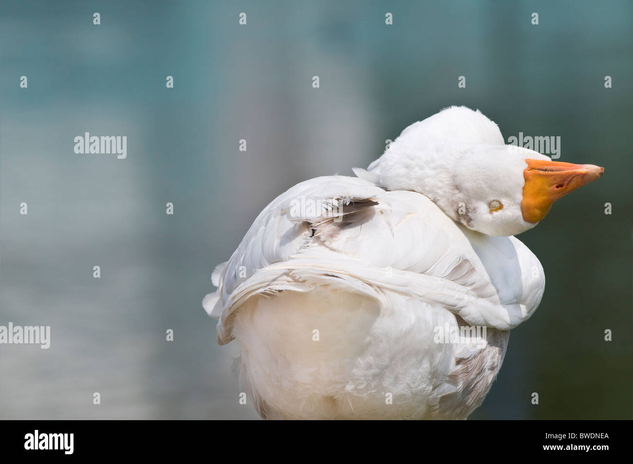 Adult Embden goose (Anser anser domesticus) close-up with water ...