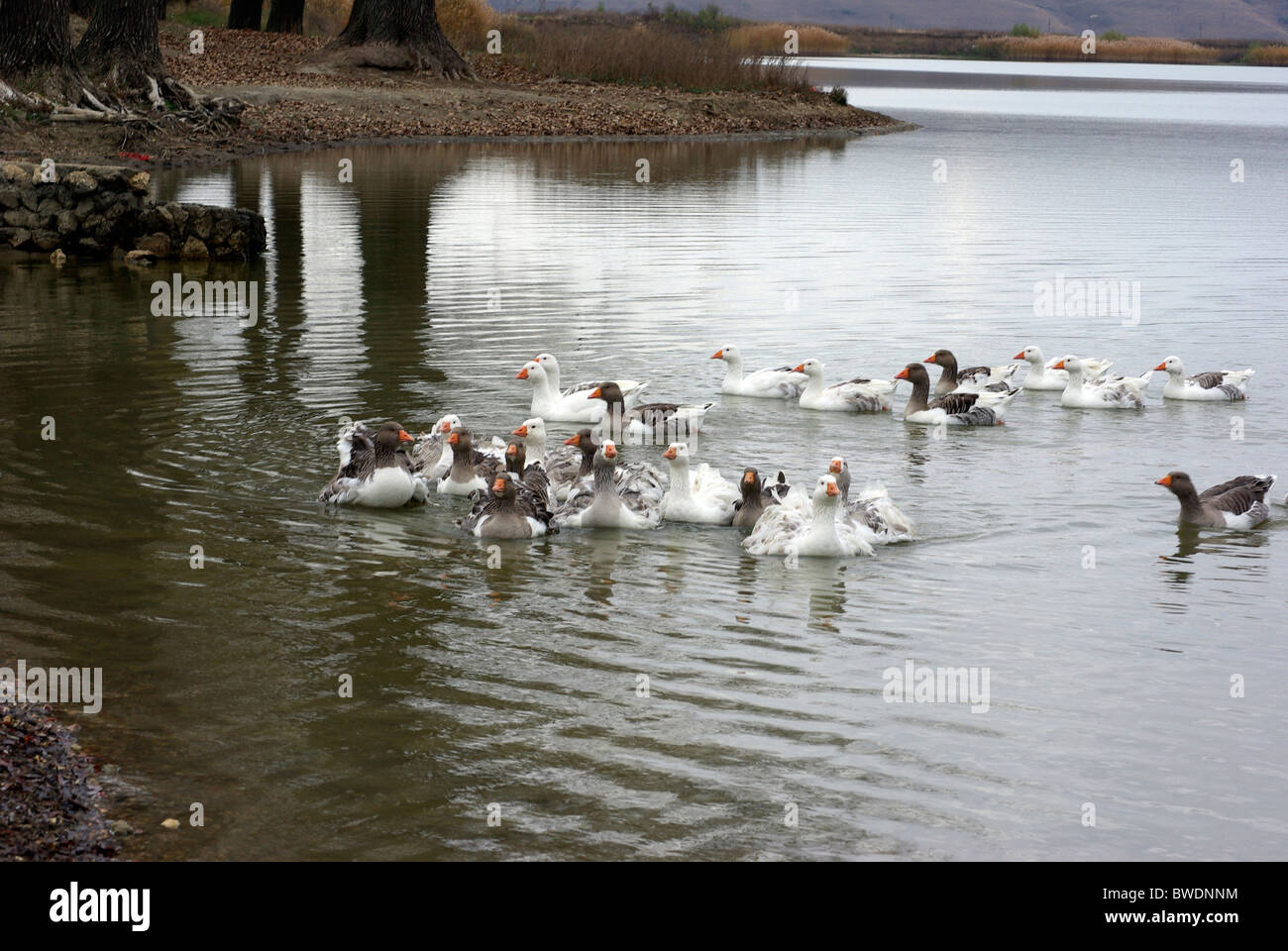 Flock of ducks swimming in a lake in Romania Stock Photo - Alamy