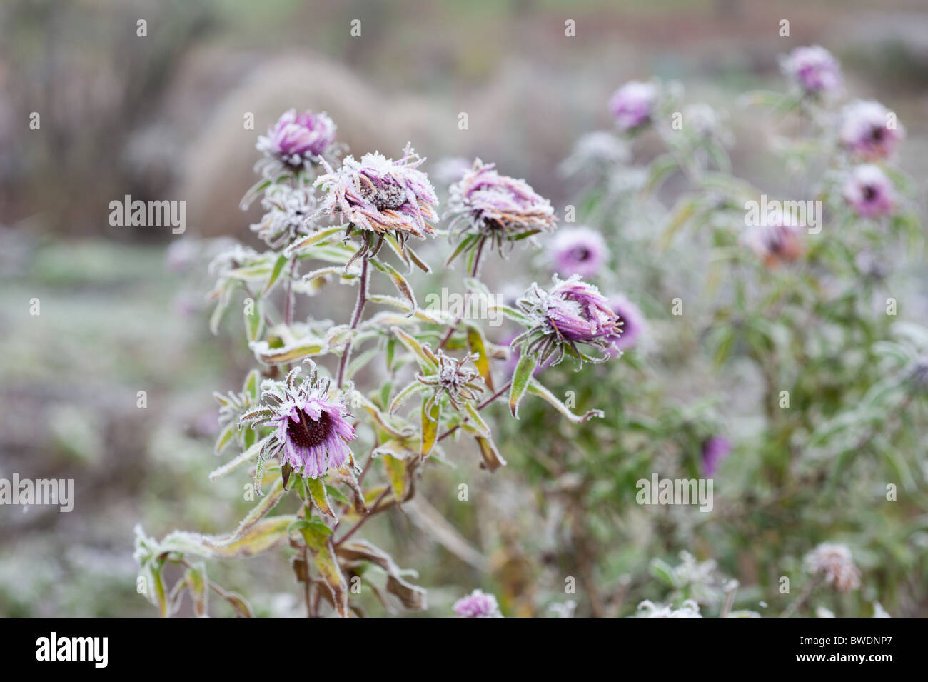 Late autumn, frost Stock Photo - Alamy