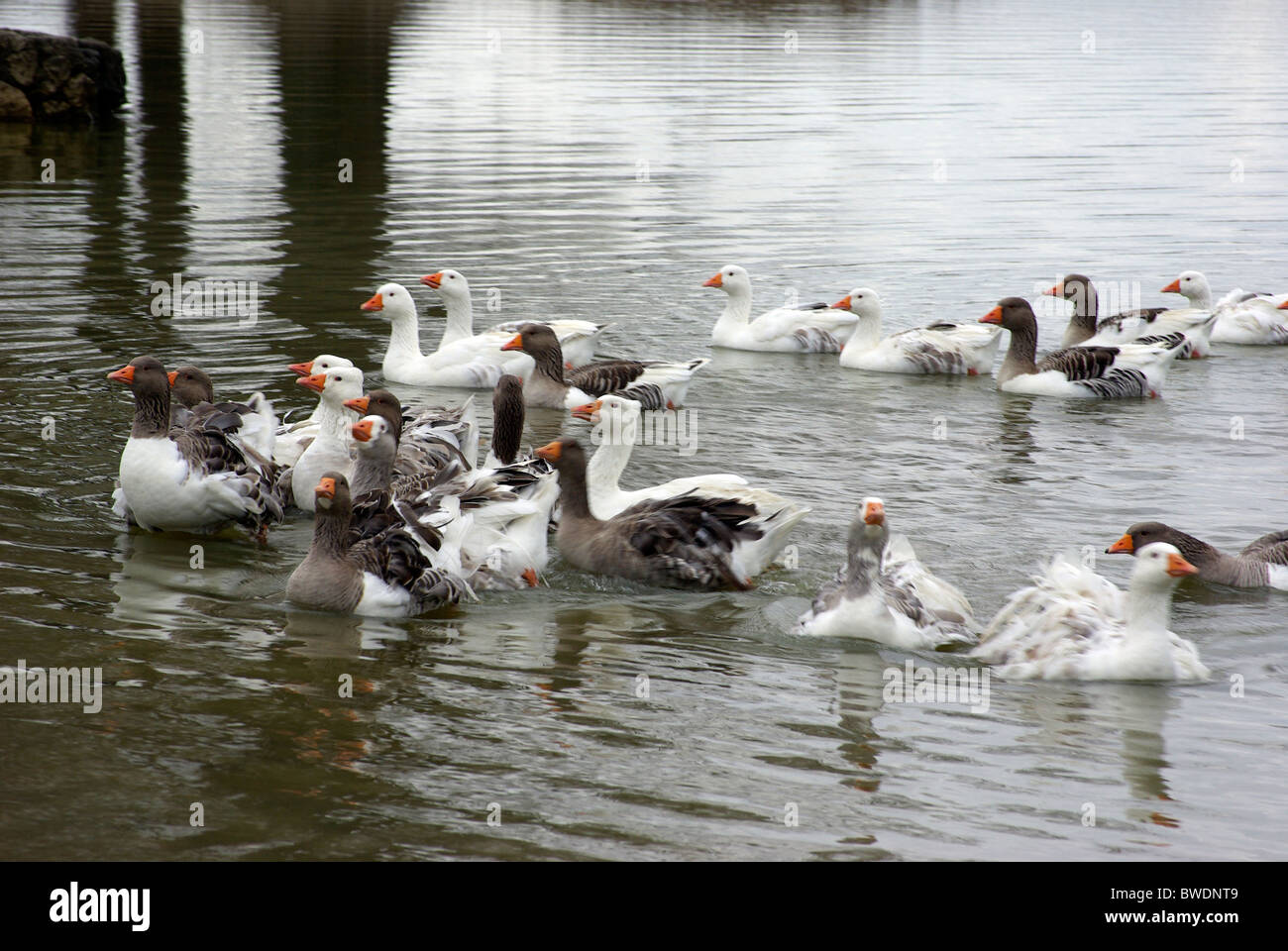 Flock of ducks swimming in a lake in Romania Stock Photo - Alamy