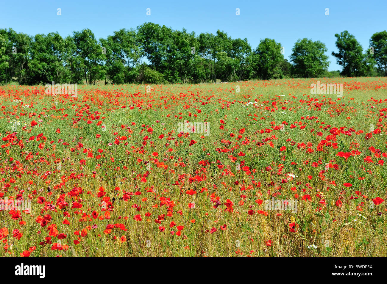 Red poppy field Stock Photo - Alamy