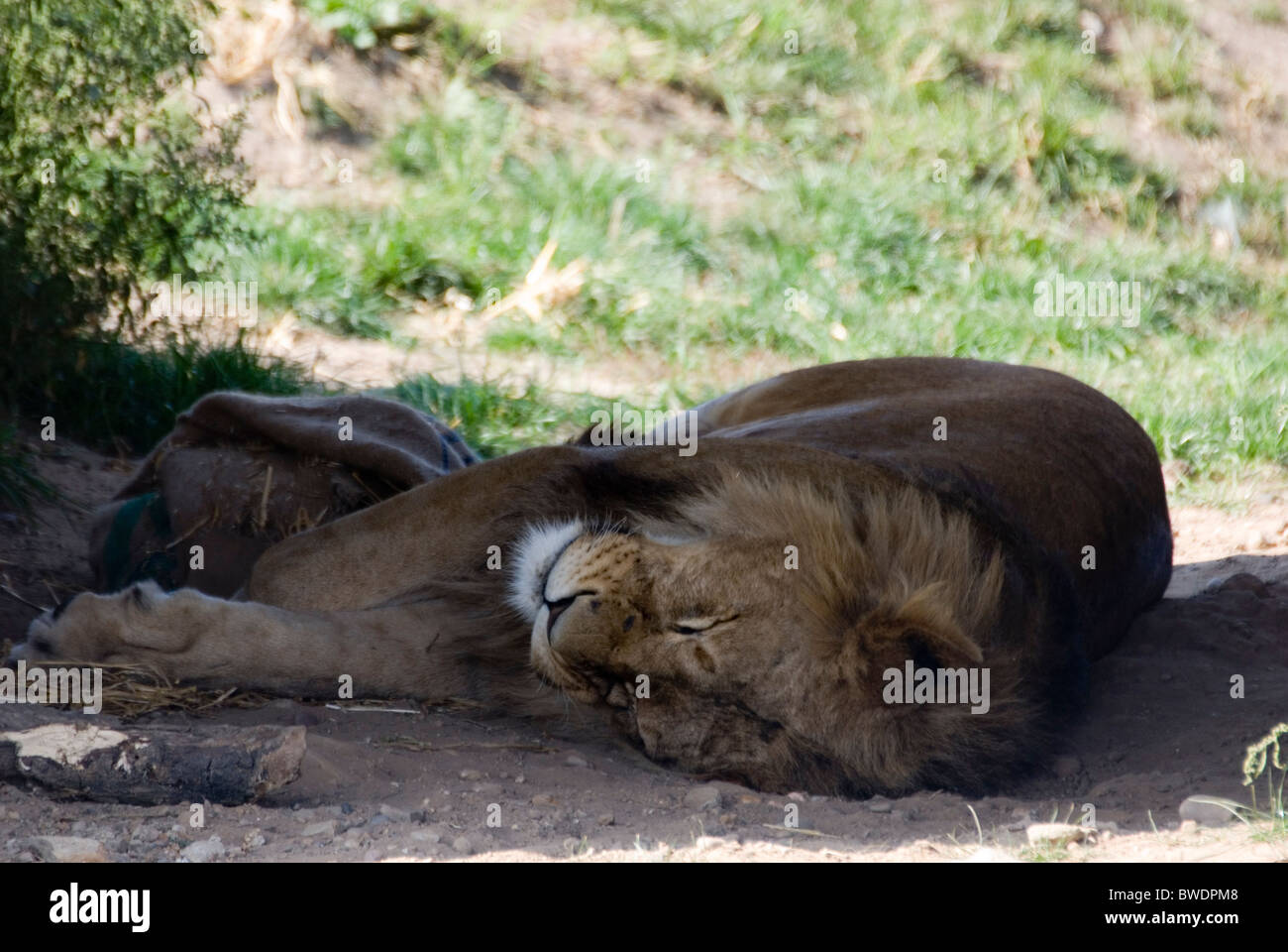 Lion Panthera Leo Sleeping in Shade, Yorkshire Wildlife Park, England ...