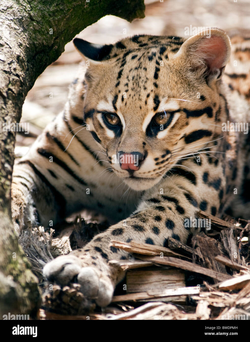 Ocelot (leopardus pardalis Stock Photo - Alamy