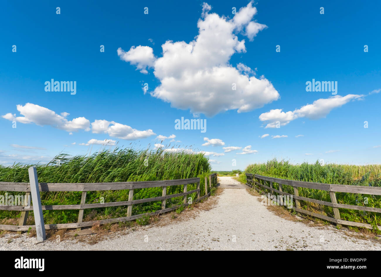 Stone pebble Path between two curving wood fences around marsh Reeds ...