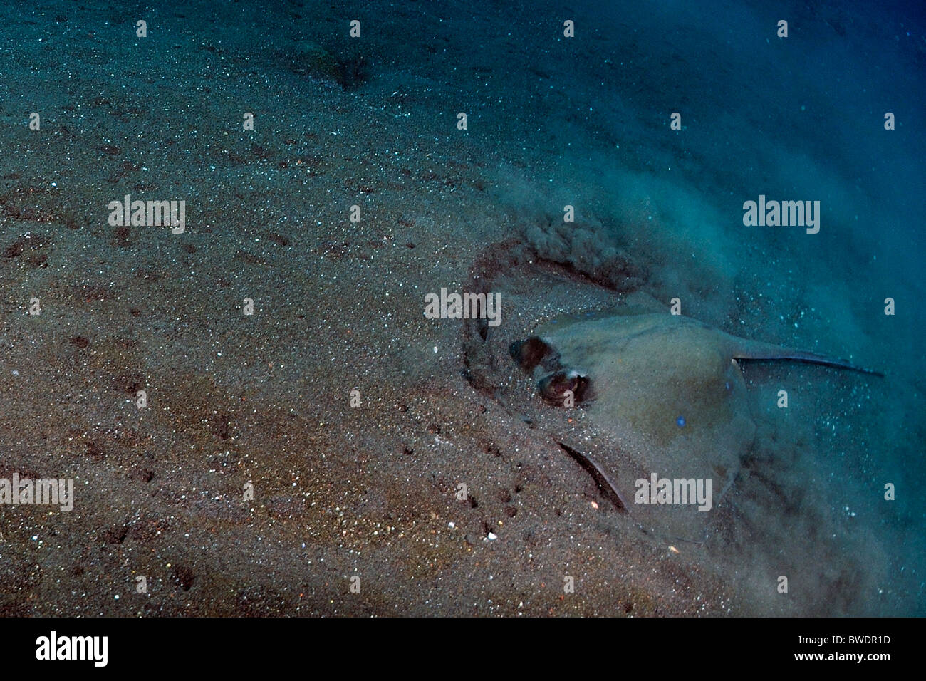 Indonesia fish fishes roberto nistri horizontal reef sand underwater hi ...