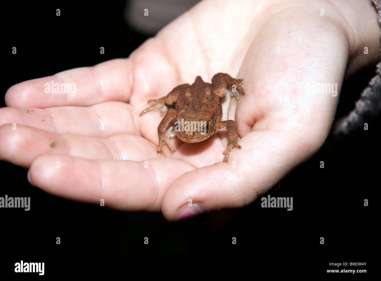 Small young brown toad in a man's hand Stock Photo - Alamy