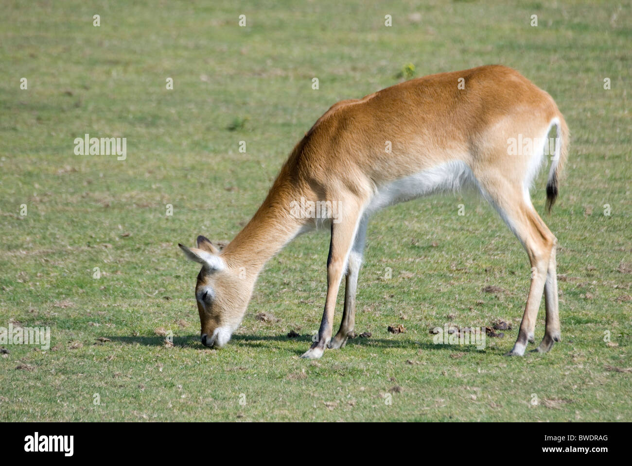Antelope Kafue Flats Lechwe Grazing, Yorkshire Wildlife Park, England ...