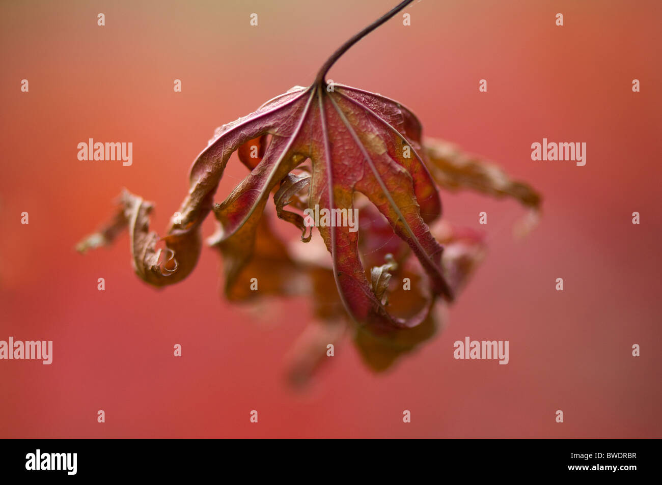 A single decaying maple leaf Stock Photo - Alamy