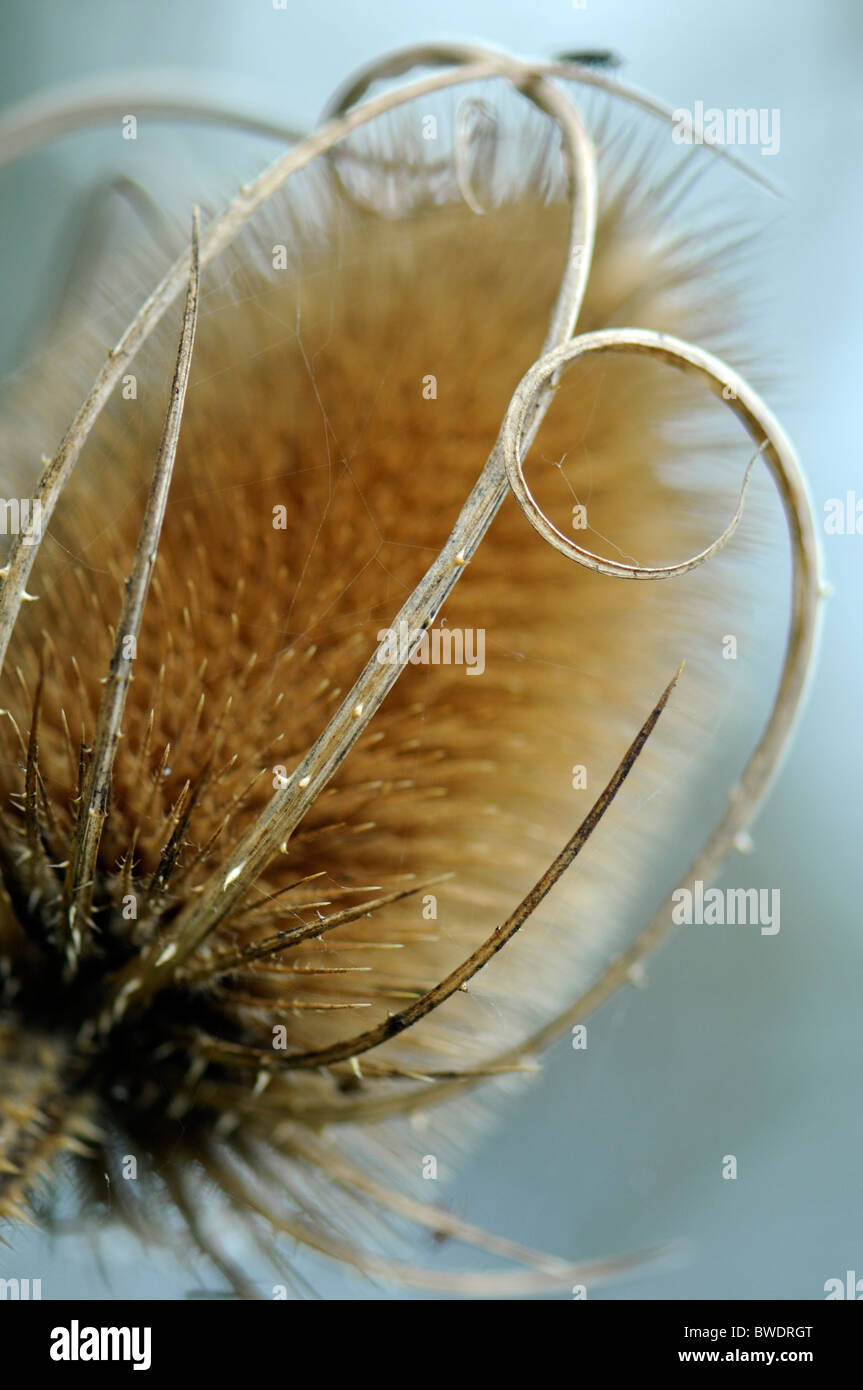 Dipsacus fullonum close up hi-res stock photography and images - Alamy