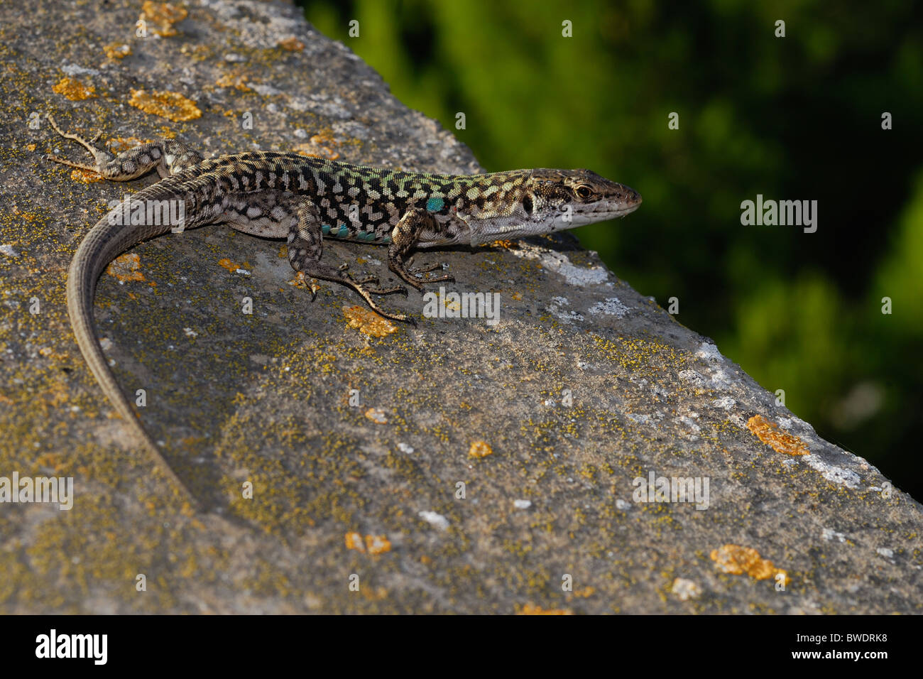 Italian wall lizard or Ruin lizard Podarcis sicula, Lacertidae, Capraia ...