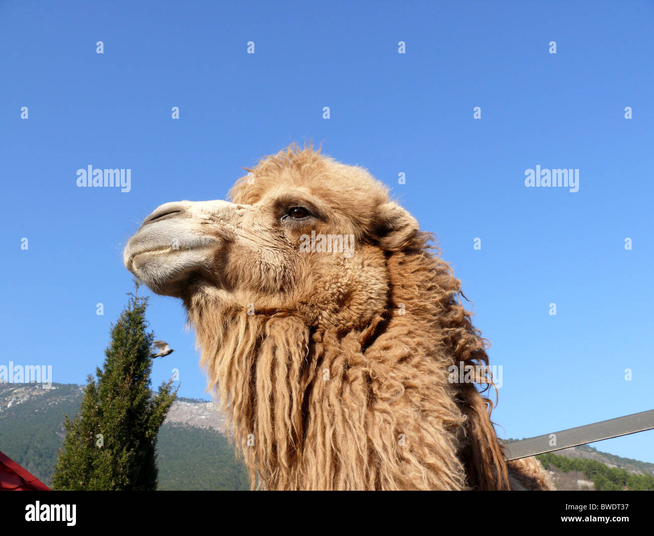 Fore middle and background hi-res stock photography and images - Alamy