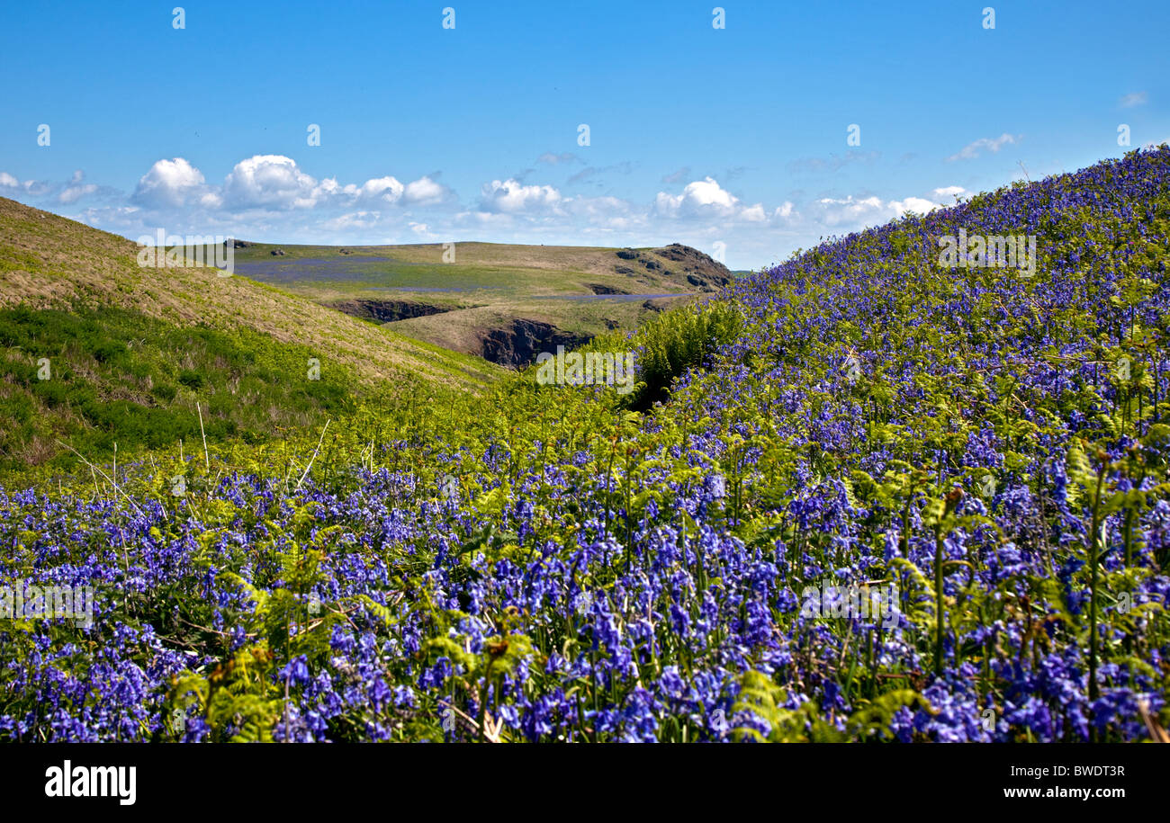 Valley of Bluebells, Skomer Island, Pembrokeshire, Wales Stock Photo ...
